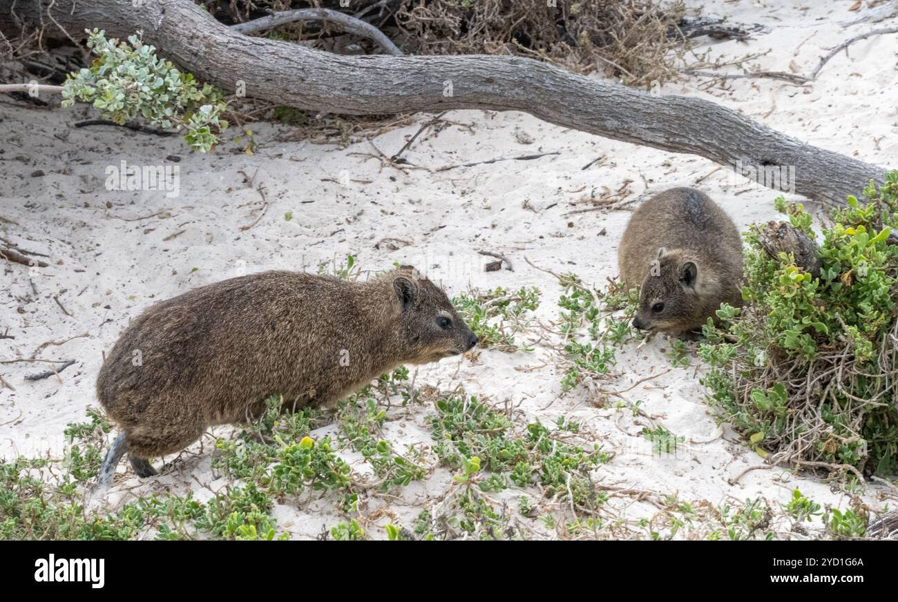 two rock hyraxes near Boulders Beach and Simons Town, South Africa ...
