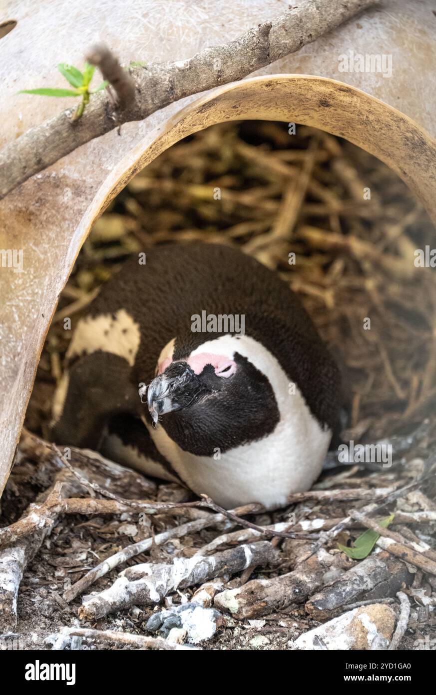 manmade nesting pod for Cape penguins near Simons Town, South Africa ...