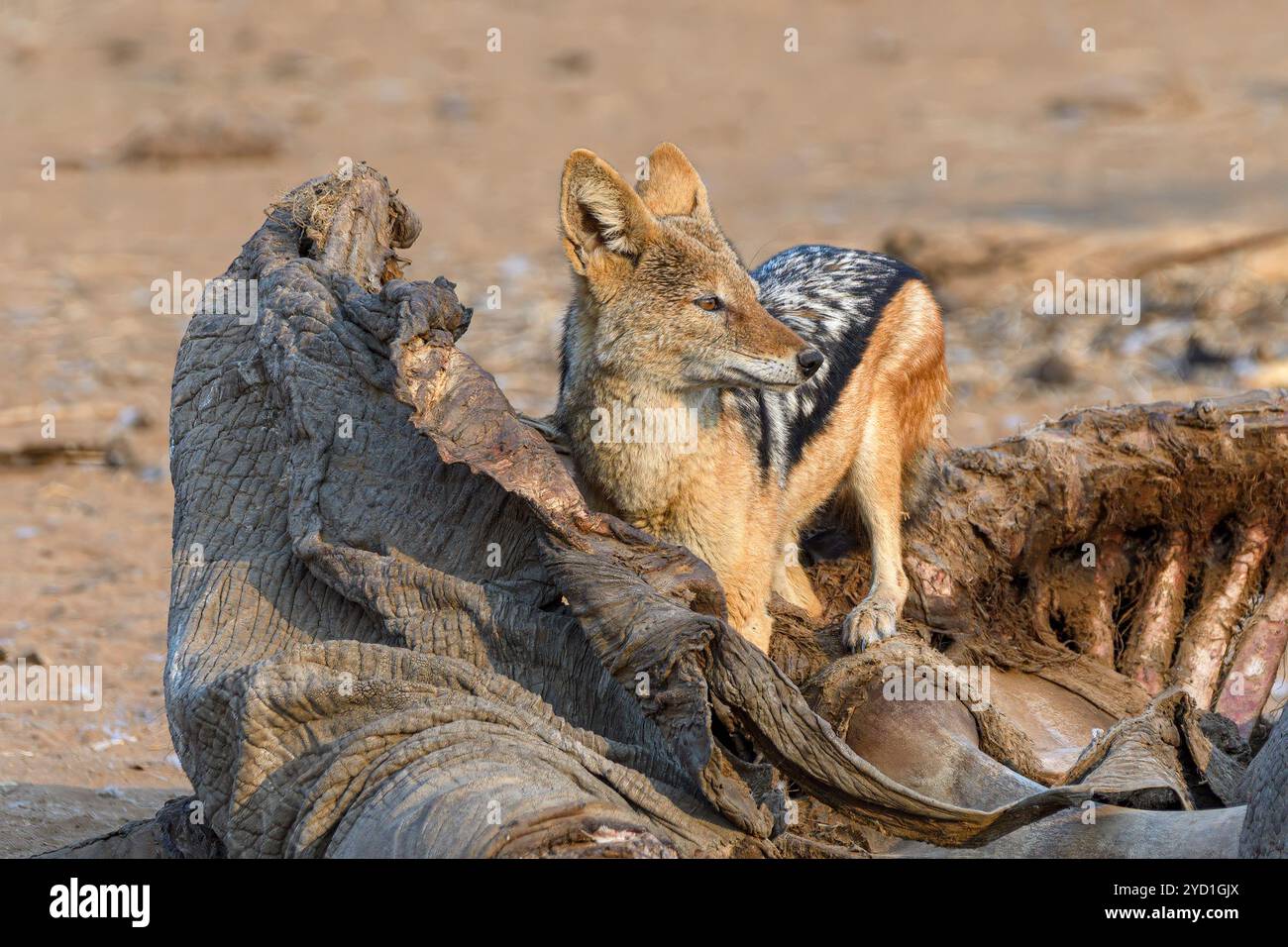 Cape black-backed jackal, Canis mesomelas, Mashatu Game Reserve ...