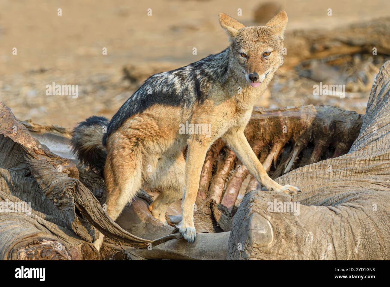Cape black-backed jackal, Canis mesomelas, Mashatu Game Reserve ...