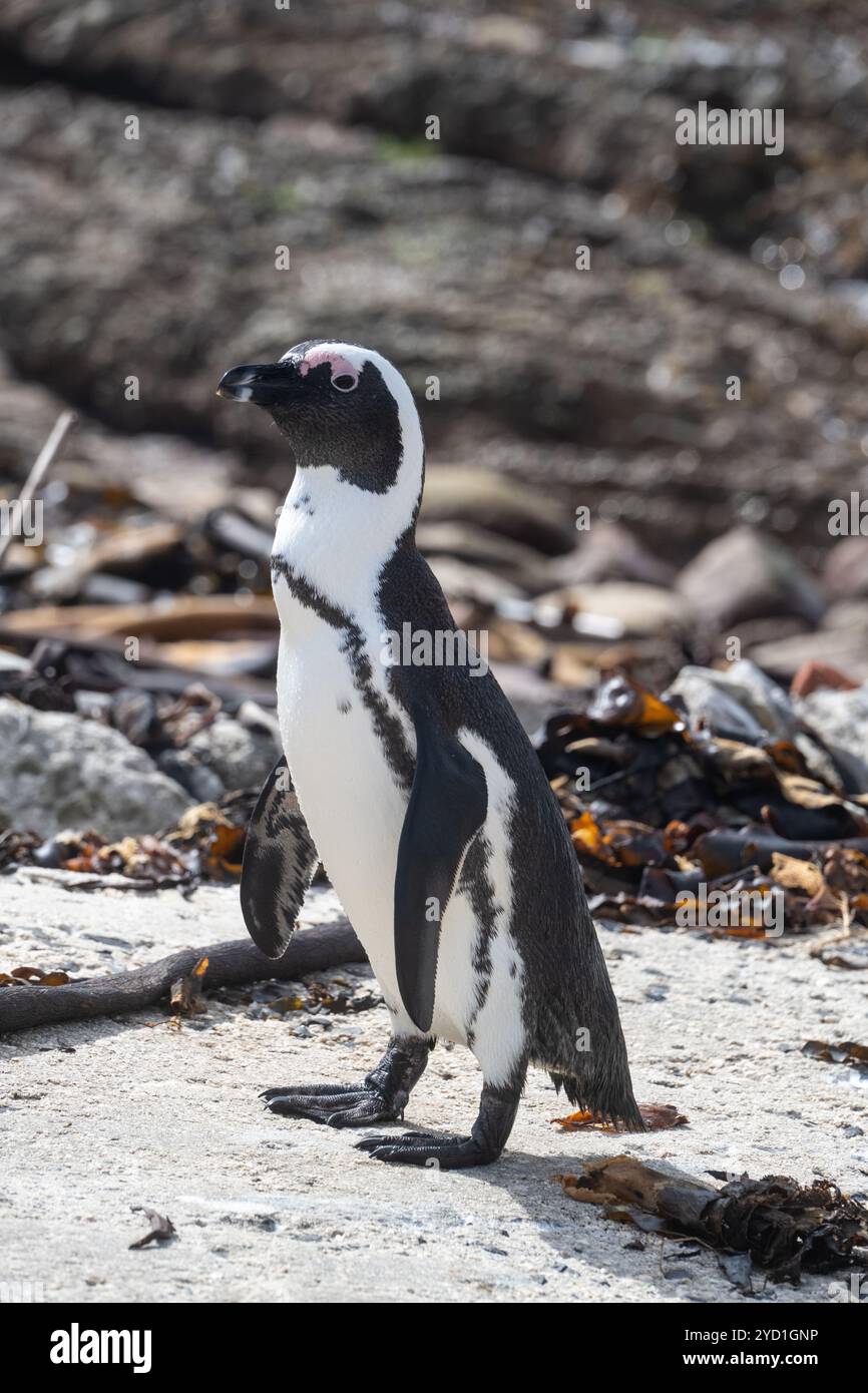 single South Africa penquin Stock Photo - Alamy