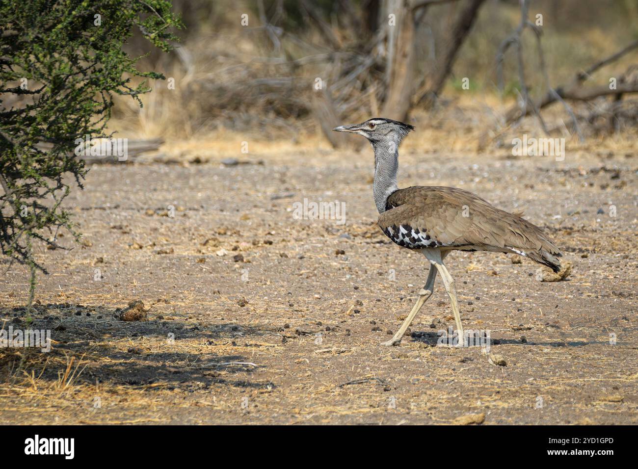 Kori bustard, Ardeotis kori, is the largest flying bird native to ...
