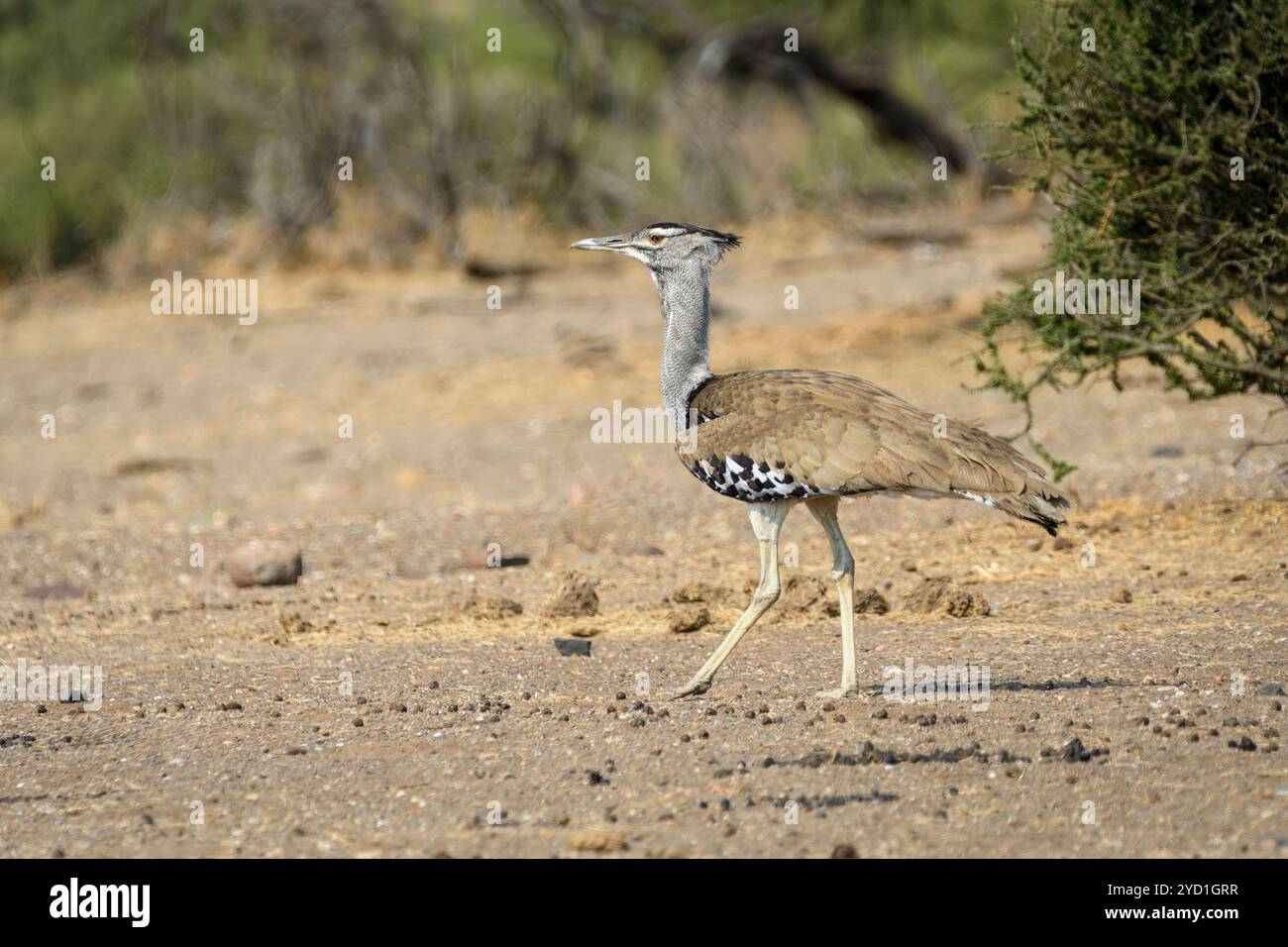 Kori bustard, Ardeotis kori, is the largest flying bird native to ...