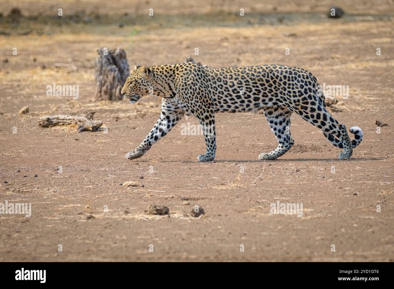African Leopard, Panthera pardus with injury, Mashatu Game Reserve ...