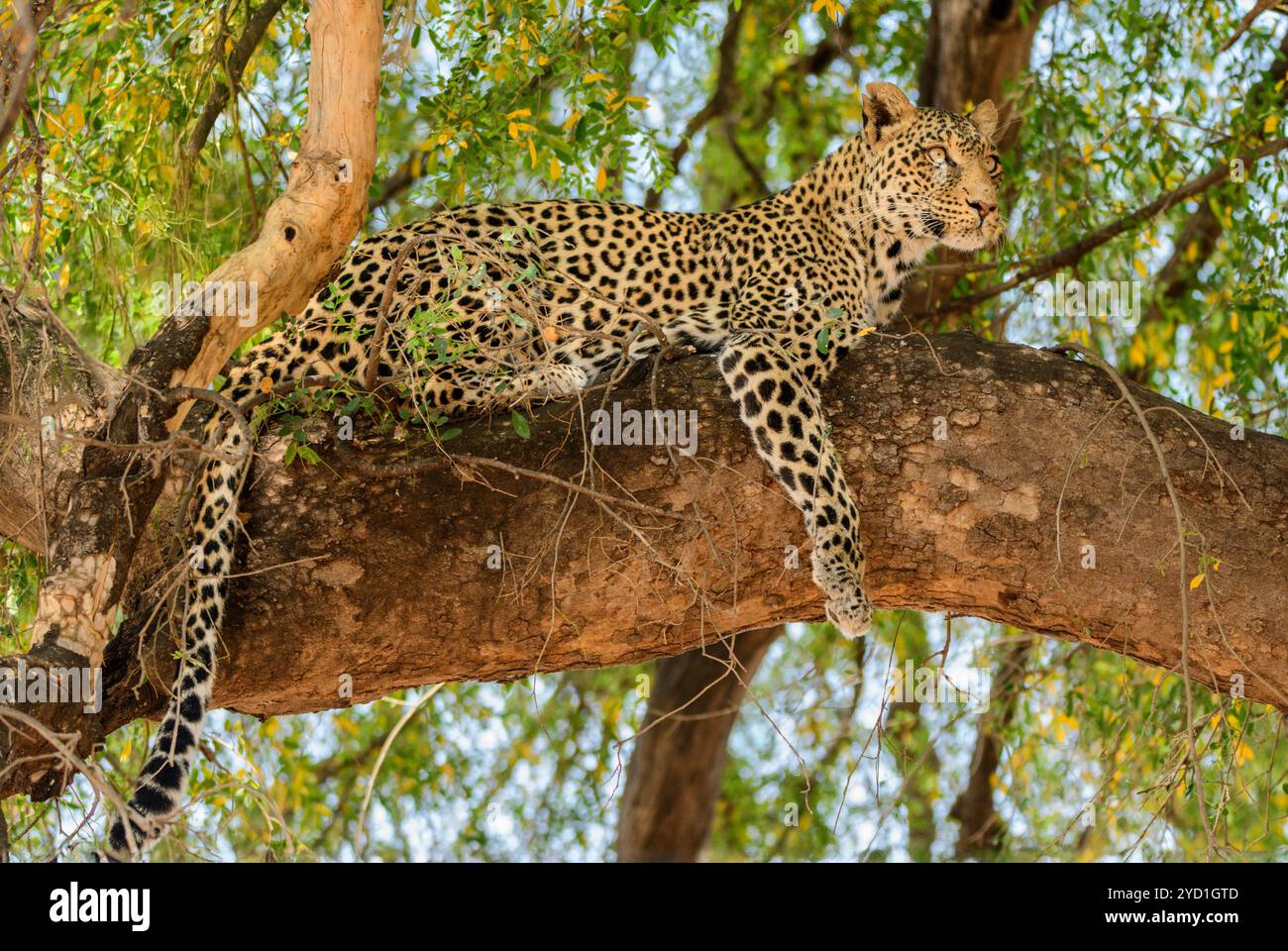 Female African leopard, Panthera pardus pardus, known as Mathoja ...