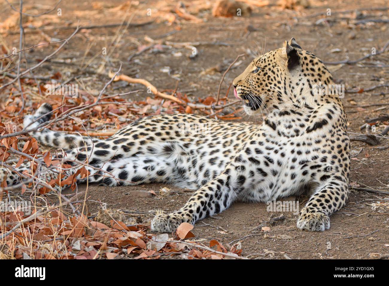 African Leopard, Panthera pardus, Mashatu Game Reserve, Botswana Stock ...