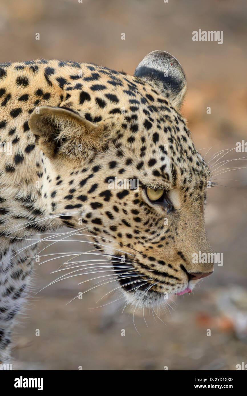 African Leopard, Panthera pardus, Mashatu Game Reserve, Botswana Stock ...