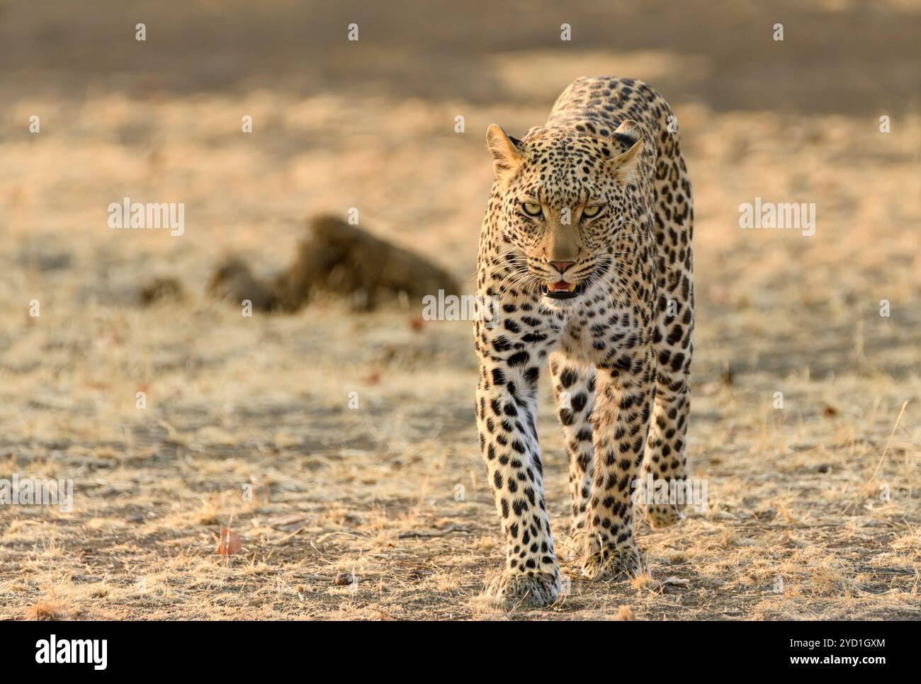 African Leopard, Panthera pardus, Mashatu Game Reserve, Botswana Stock ...
