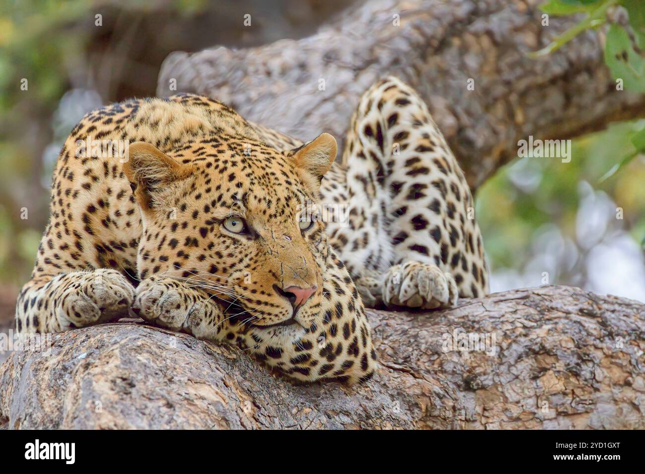 Male African Leopard, Panthera pardus, Mashatu Game Reserve, Botswana ...