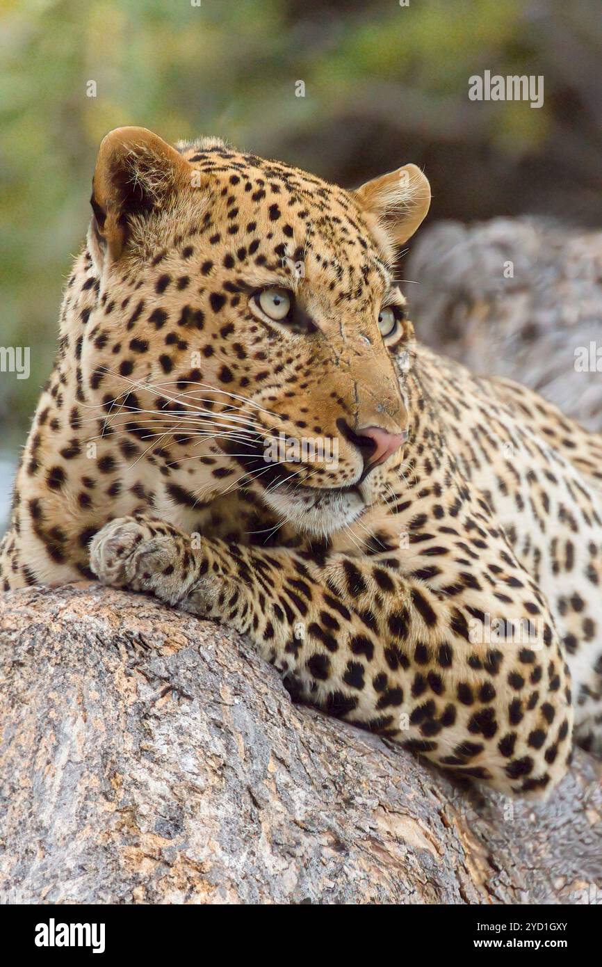 Male African Leopard, Panthera pardus, Mashatu Game Reserve, Botswana ...