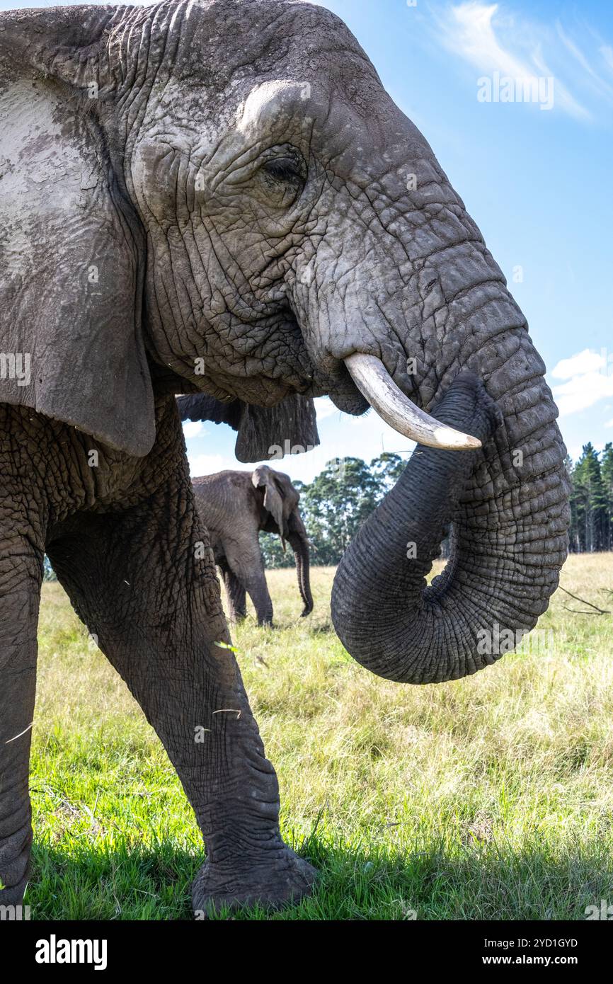 close encounters and walk with elephants at the Knysna Elephant Park in South Africa Stock Photo ...
