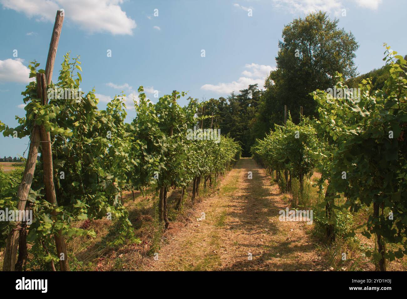 Grape trees and vines and bushes with green grape leaves and branches ...