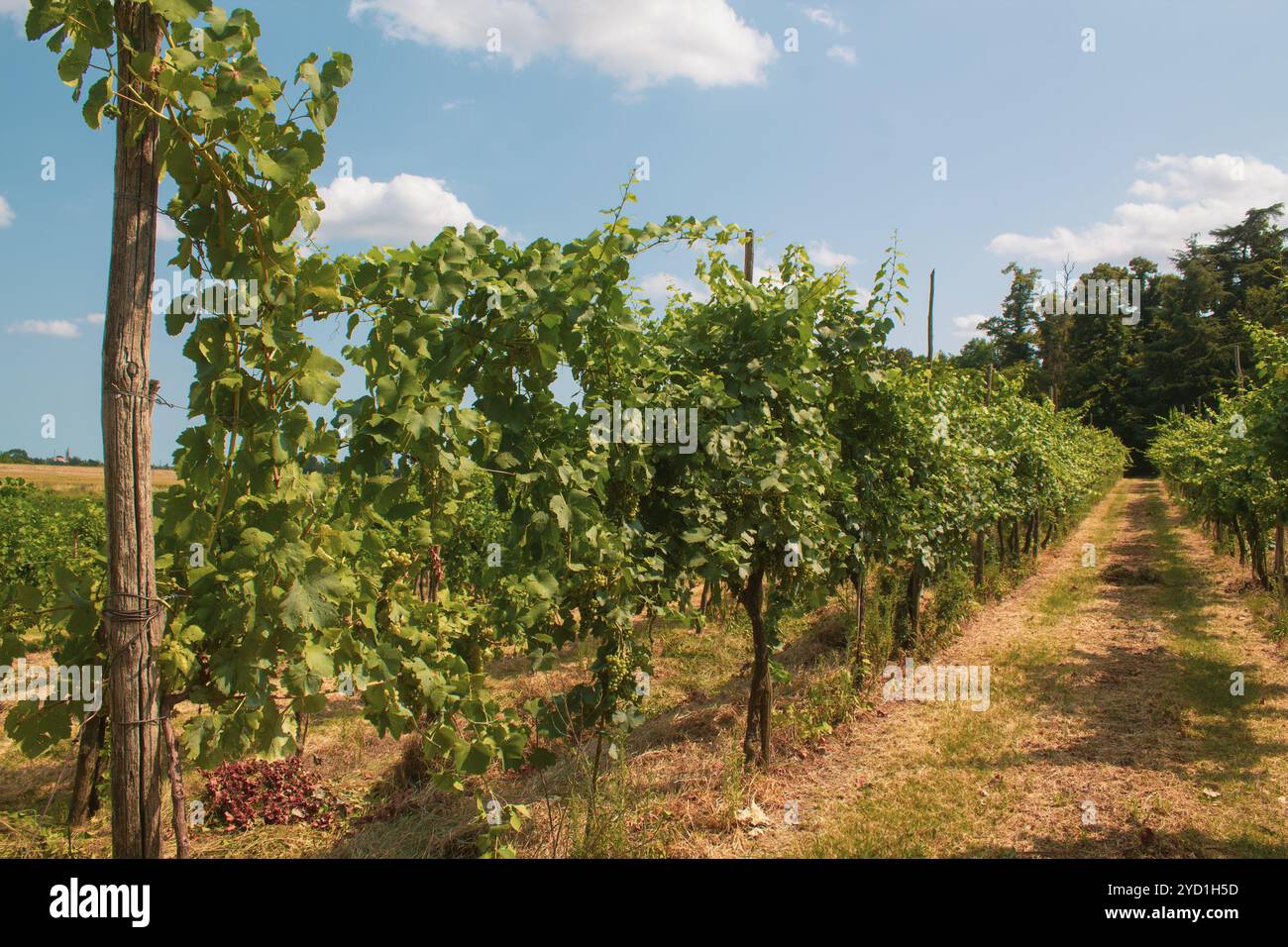 Grape trees and vines and bushes with green grape leaves and branches ...