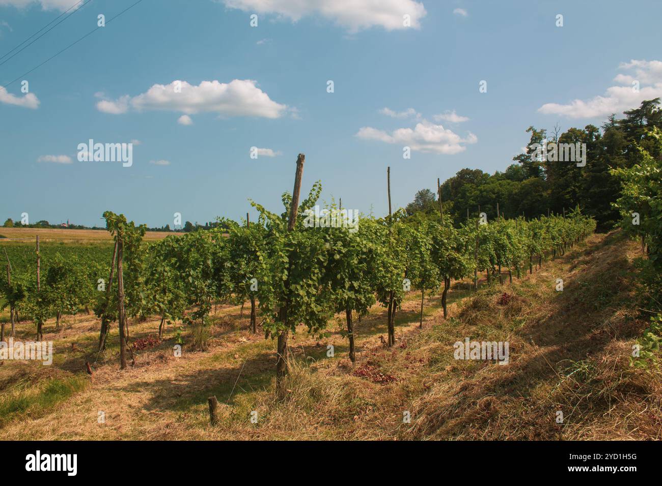 Grape trees and vines and bushes with green grape leaves and branches ...