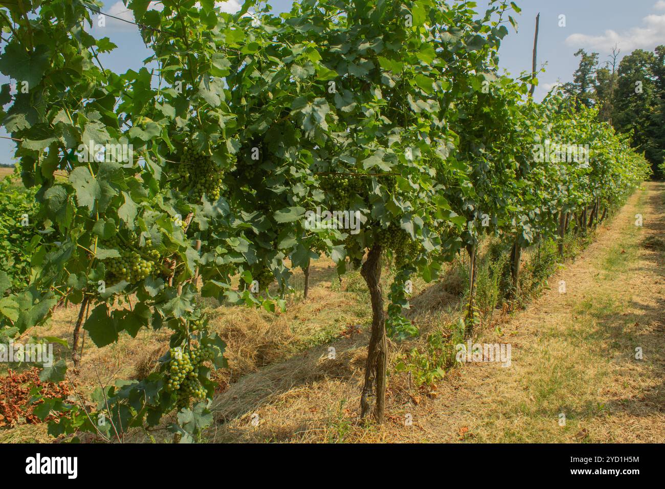 Grape trees and vines and bushes with green grape leaves and branches ...