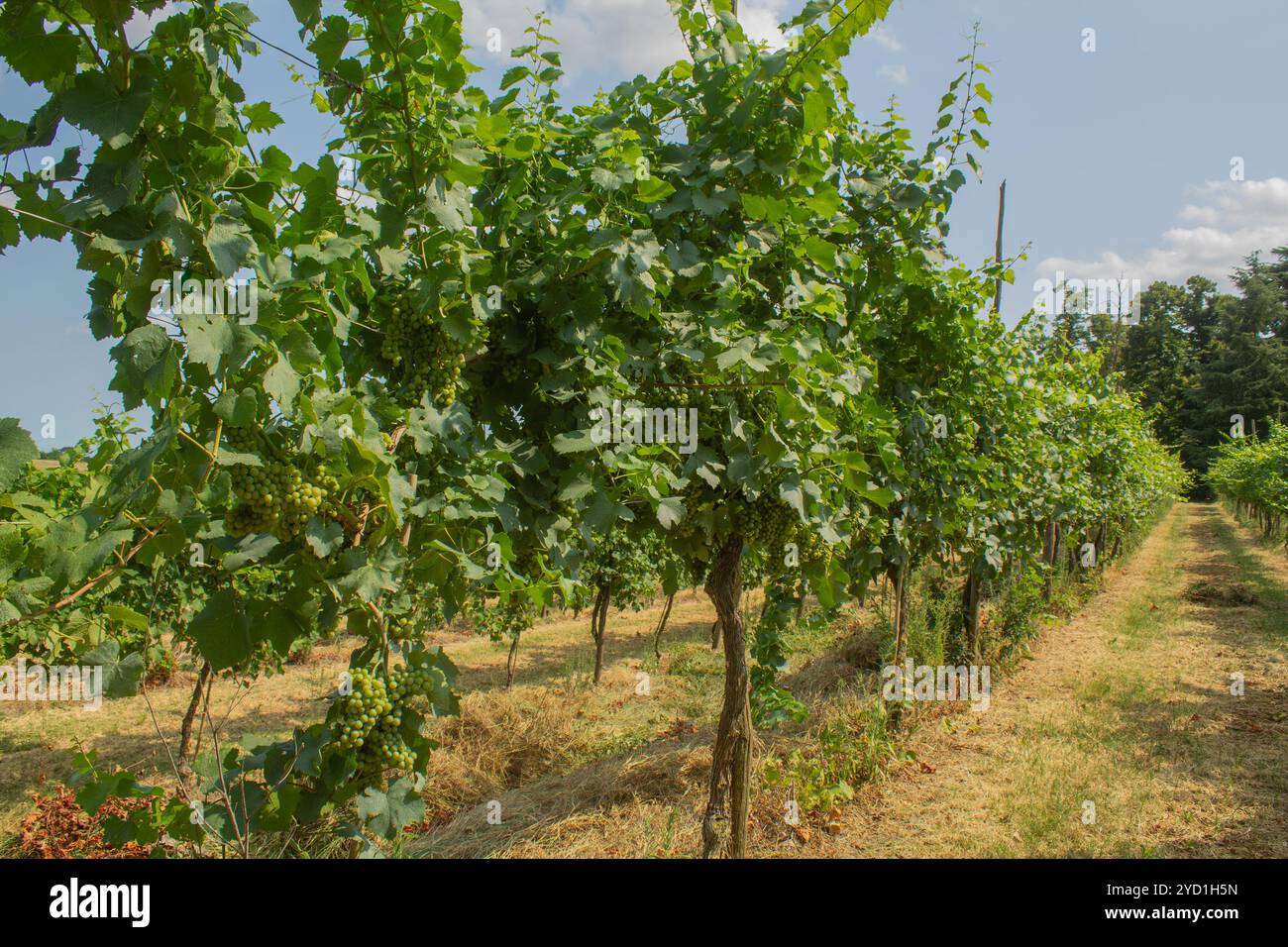 Grape trees and vines and bushes with green grape leaves and branches ...