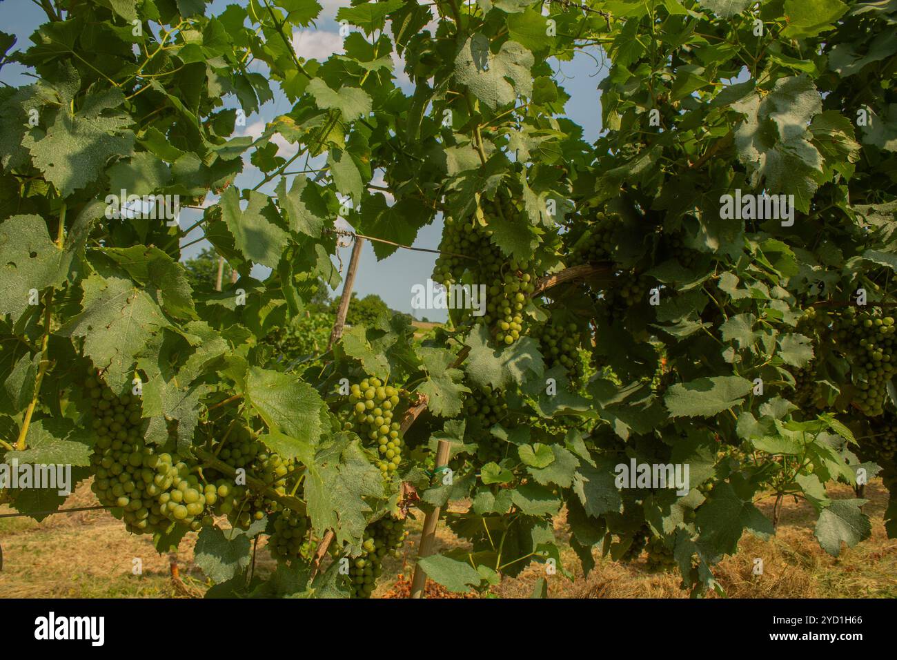 Grape trees and vines and bushes with green grape leaves and branches ...