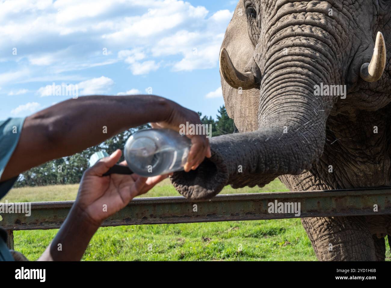 man giving a drink to an elephant at the Knysna Elephant Park in South ...