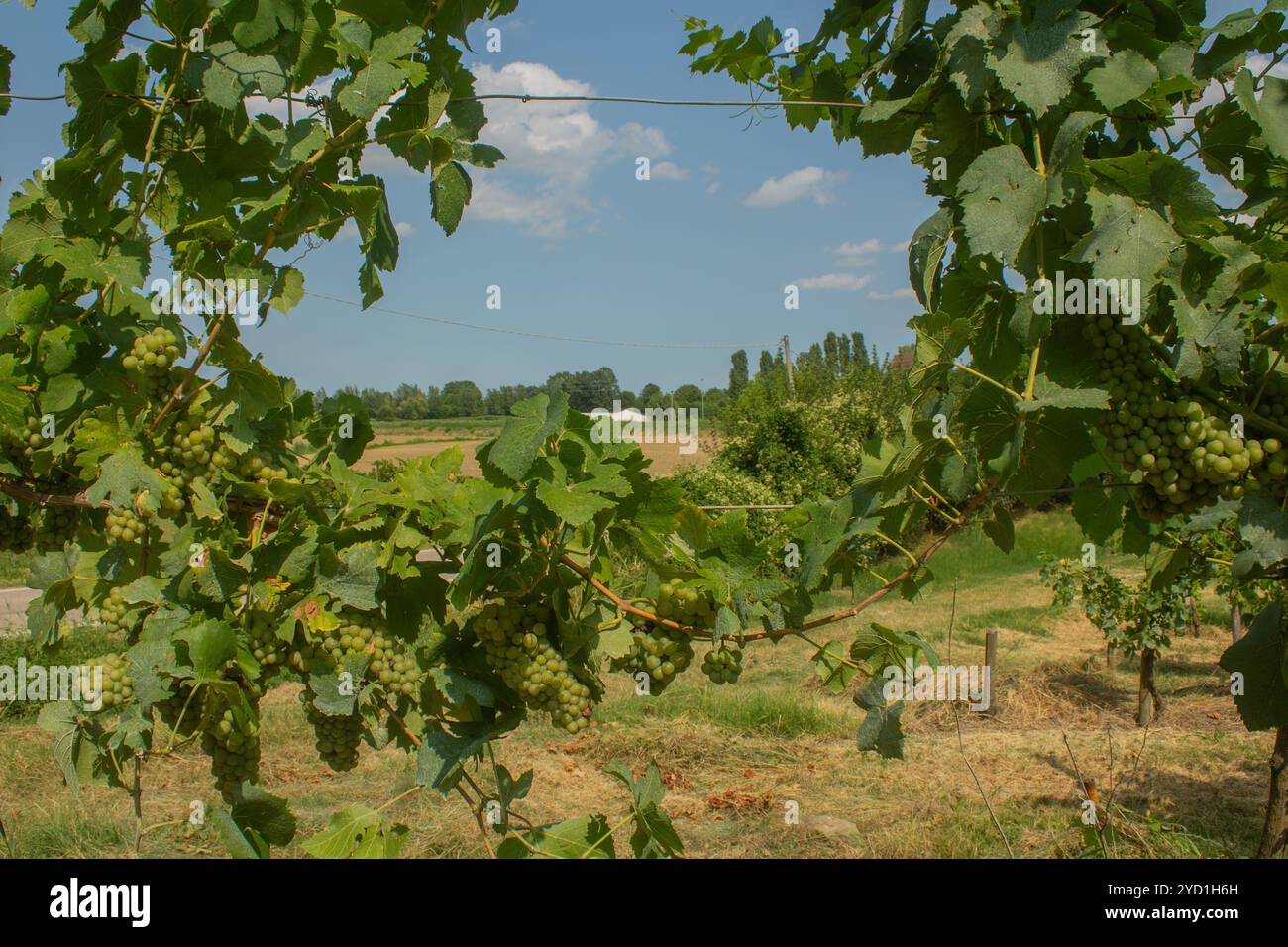 Grape trees and vines and bushes with green grape leaves and branches ...