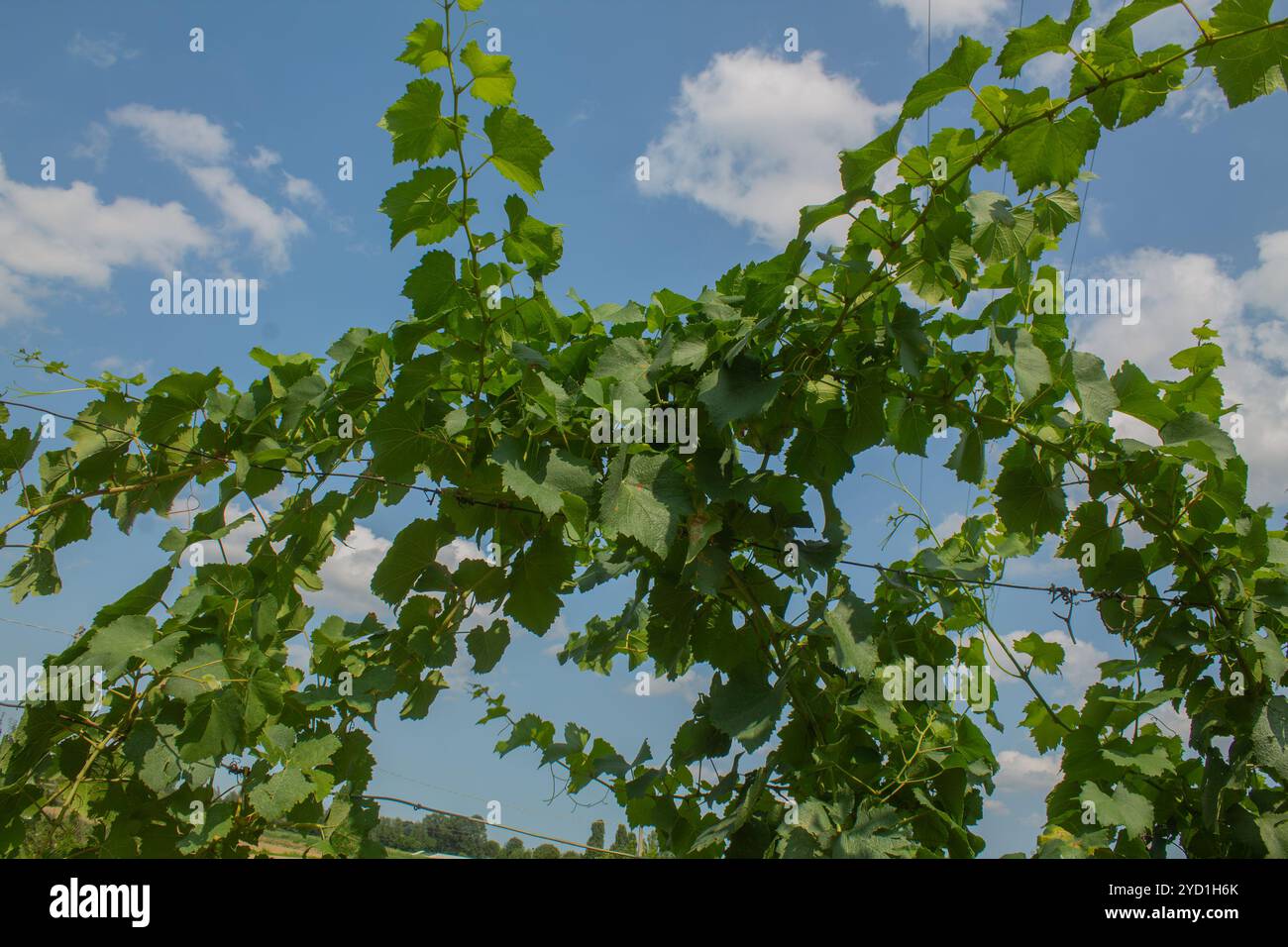 Grape trees and vines and bushes with green grape leaves and branches ...