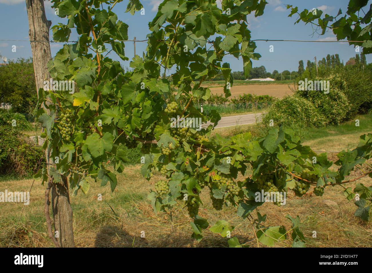 Grape trees and vines and bushes with green grape leaves and branches ...
