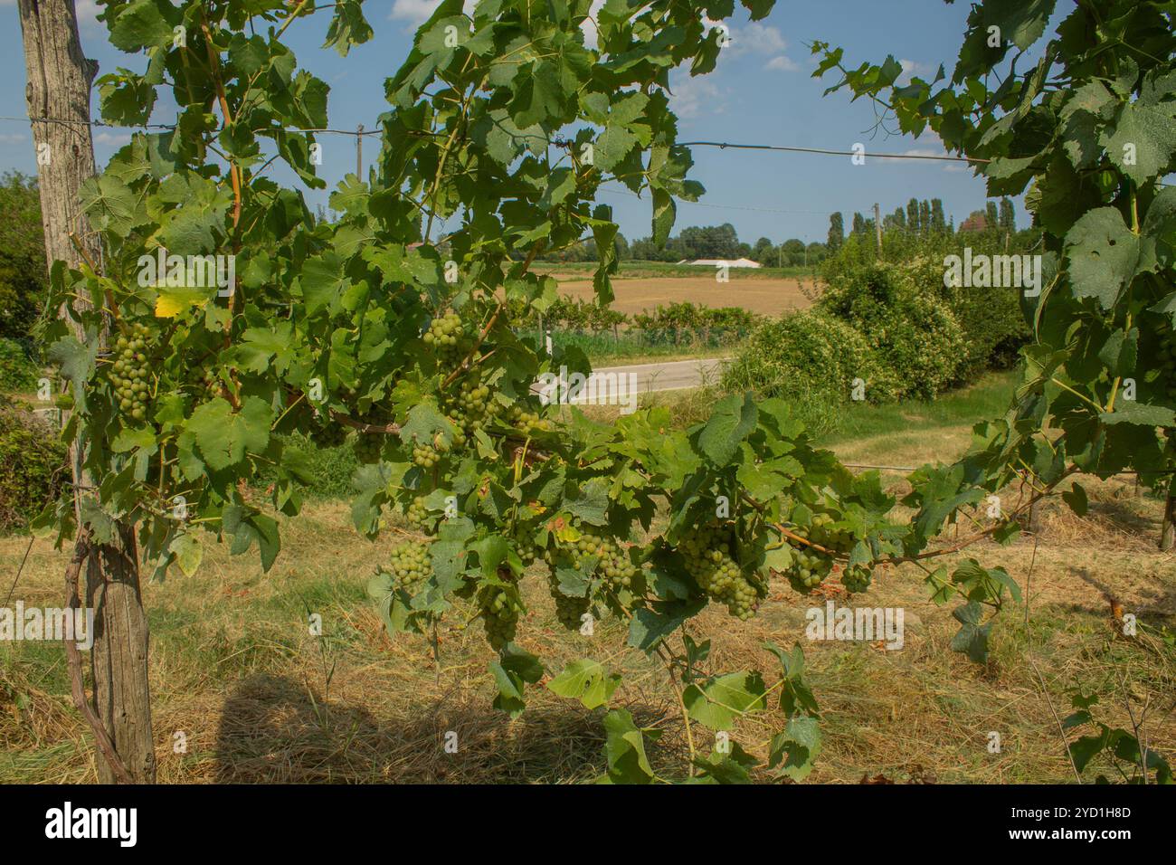 Grape trees and vines and bushes with green grape leaves and branches ...
