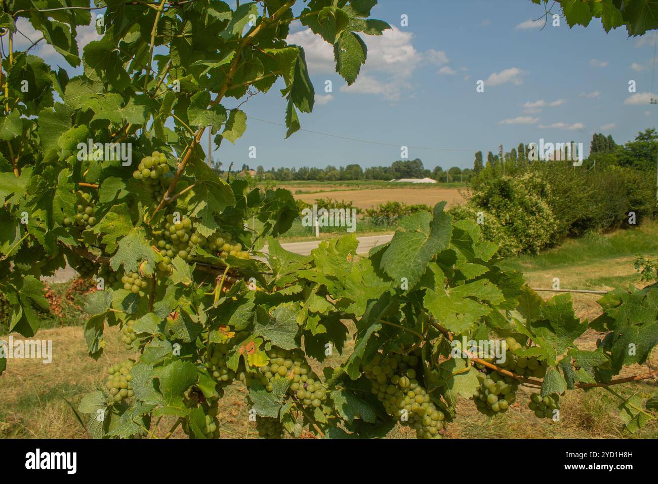 Grape trees and vines and bushes with green grape leaves and branches ...