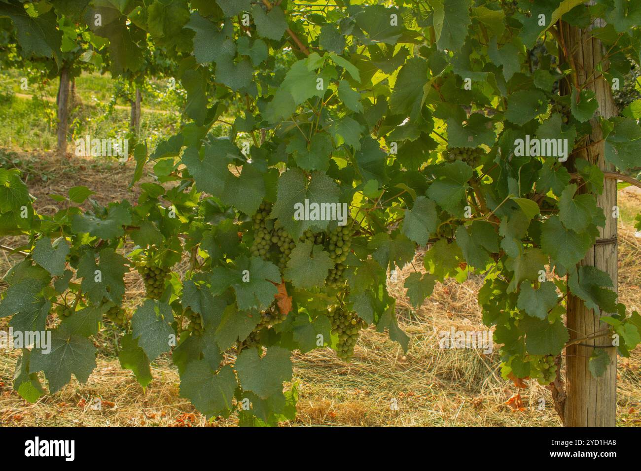 Grape trees and vines and bushes with green grape leaves and branches ...