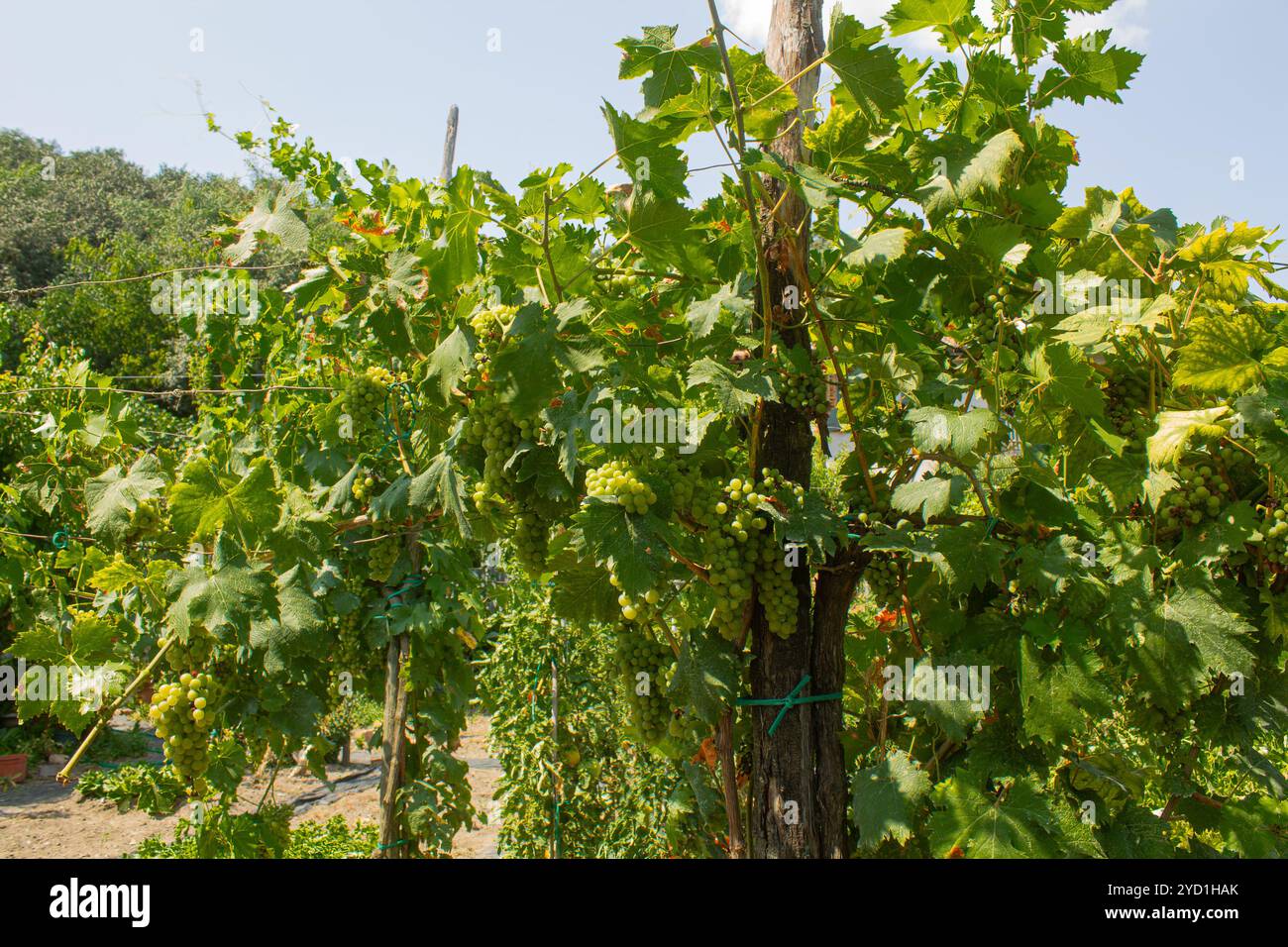 Grape trees and vines and bushes with green grape leaves and branches ...