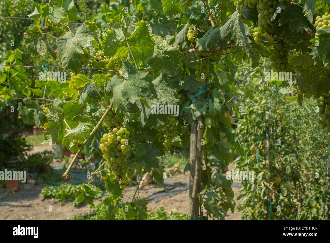 Grape trees and vines and bushes with green grape leaves and branches ...