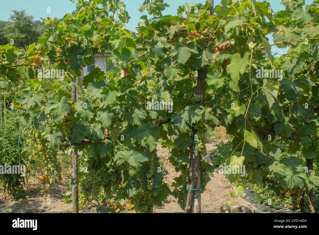 Grape trees and vines and bushes with green grape leaves and branches ...