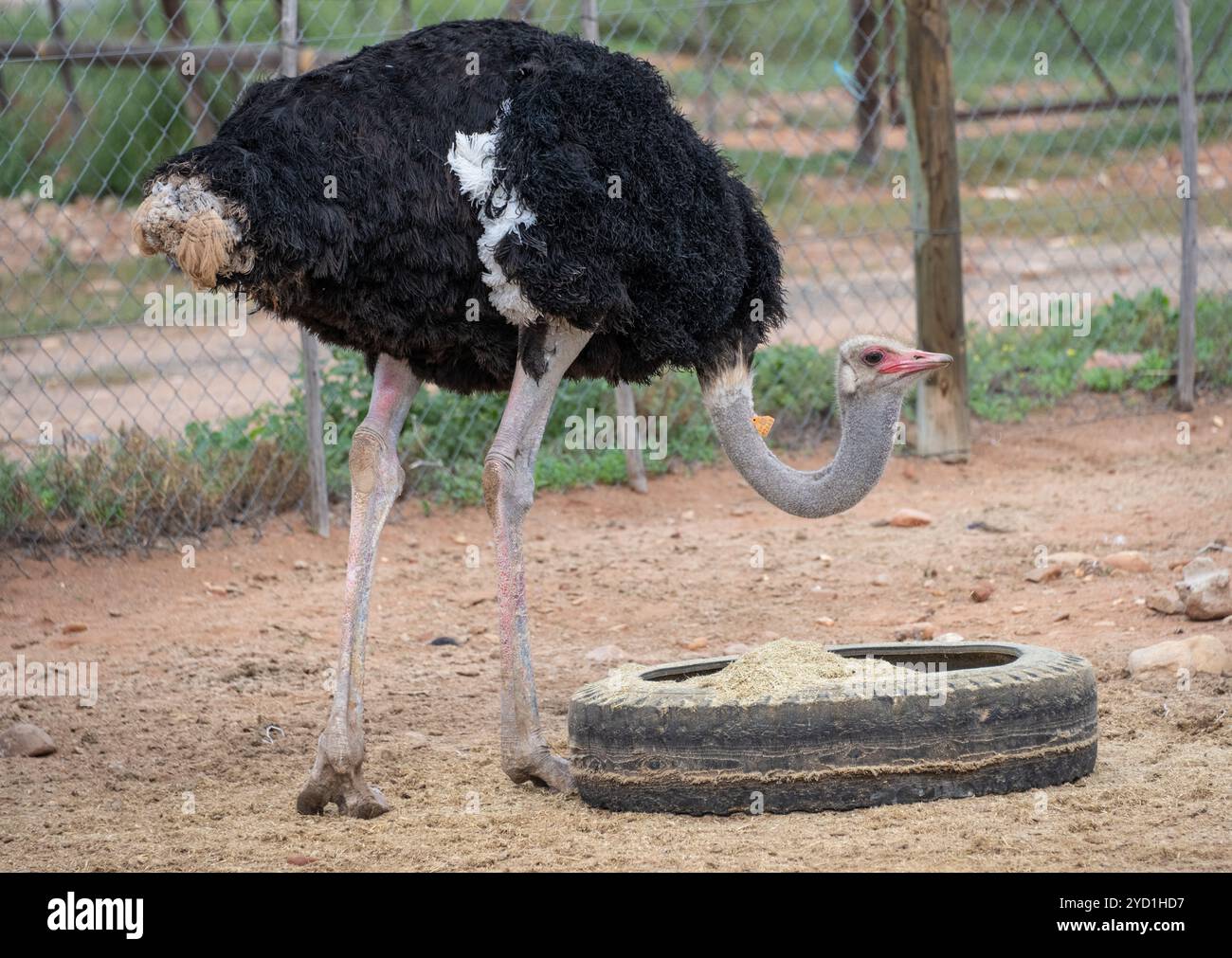 male ostrich on a farm in South Africa Stock Photo - Alamy