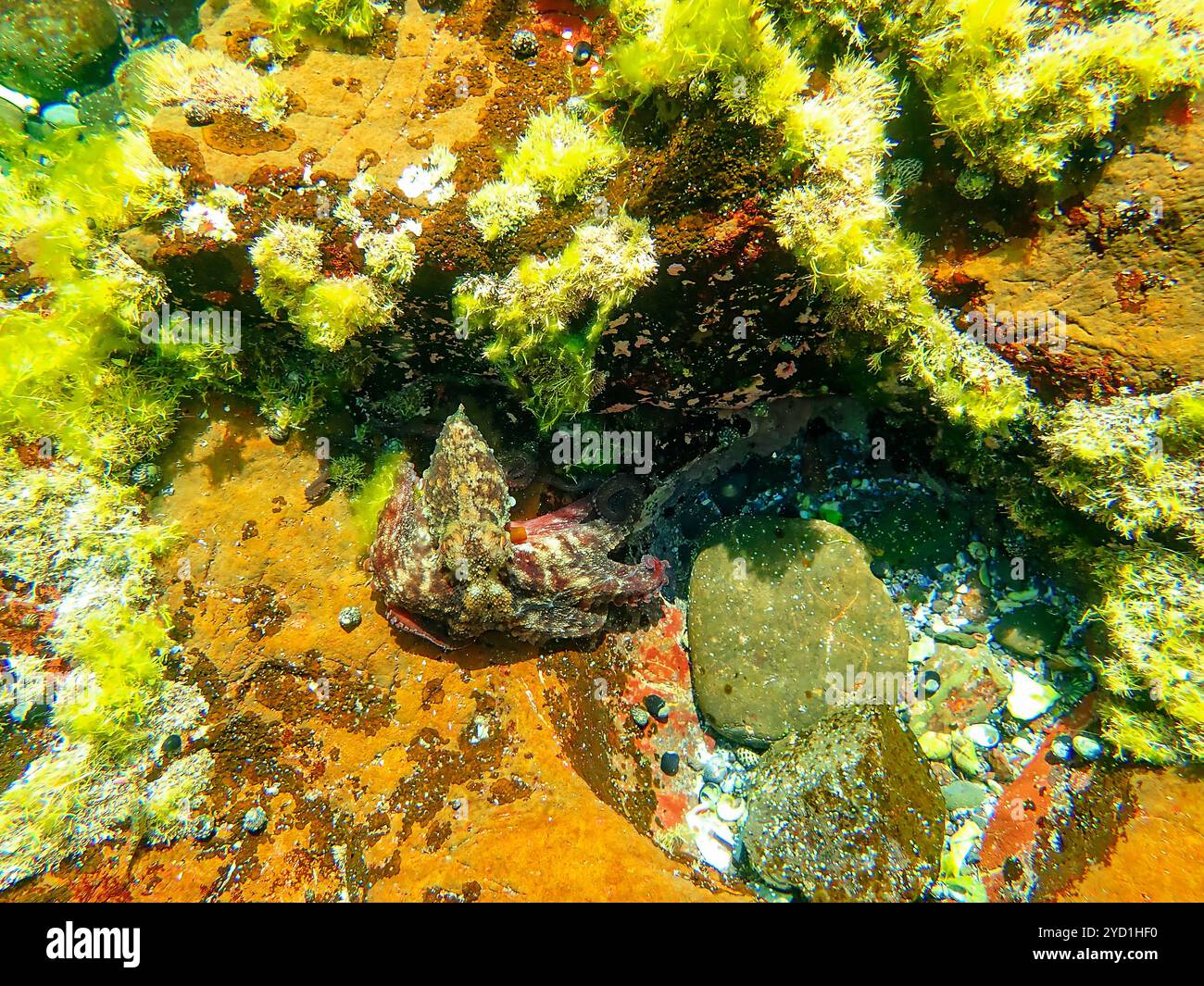 Common octopus in rock pool looking up at the camera Stock Photo - Alamy