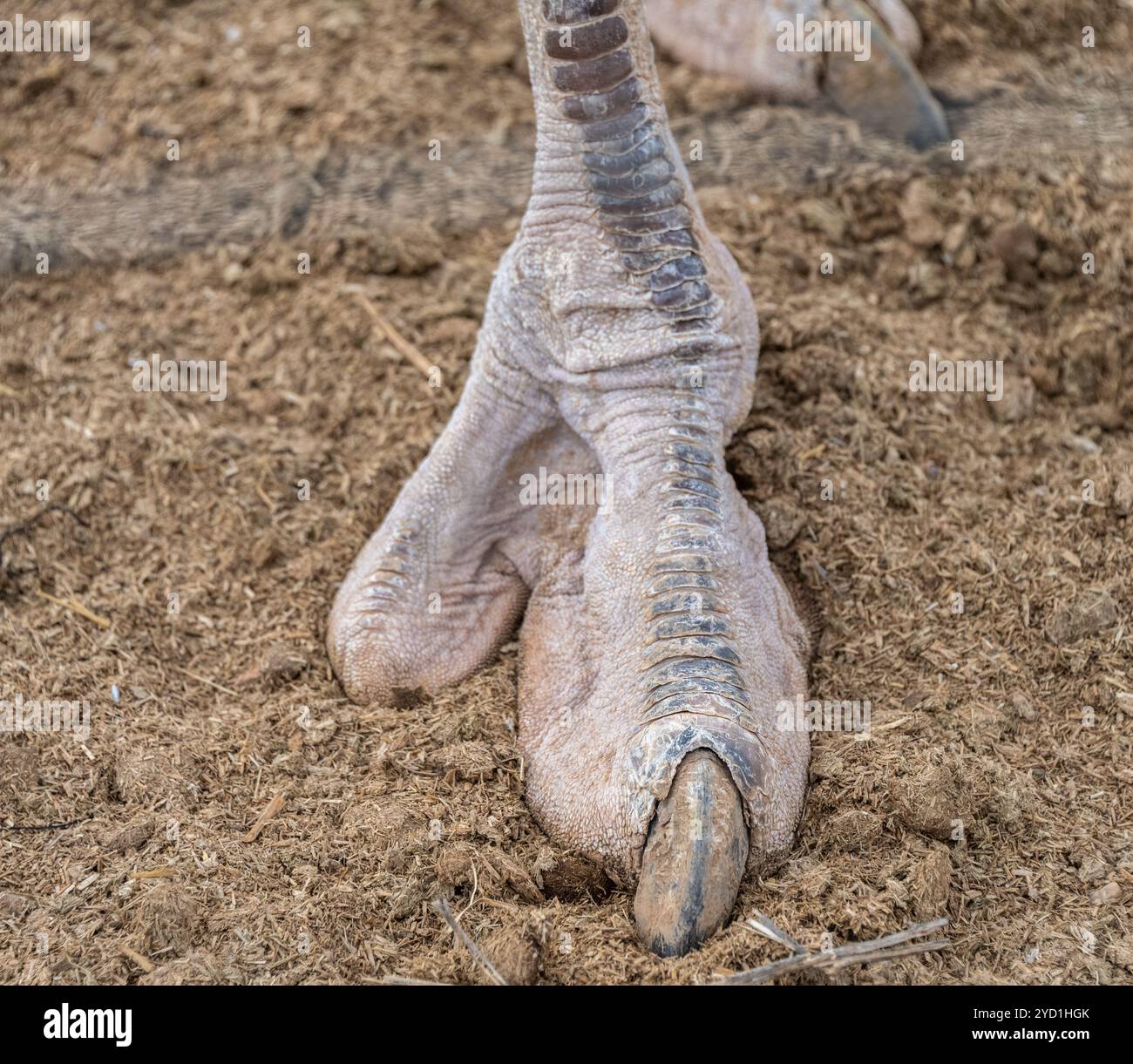 foot of a ostrich Stock Photo - Alamy