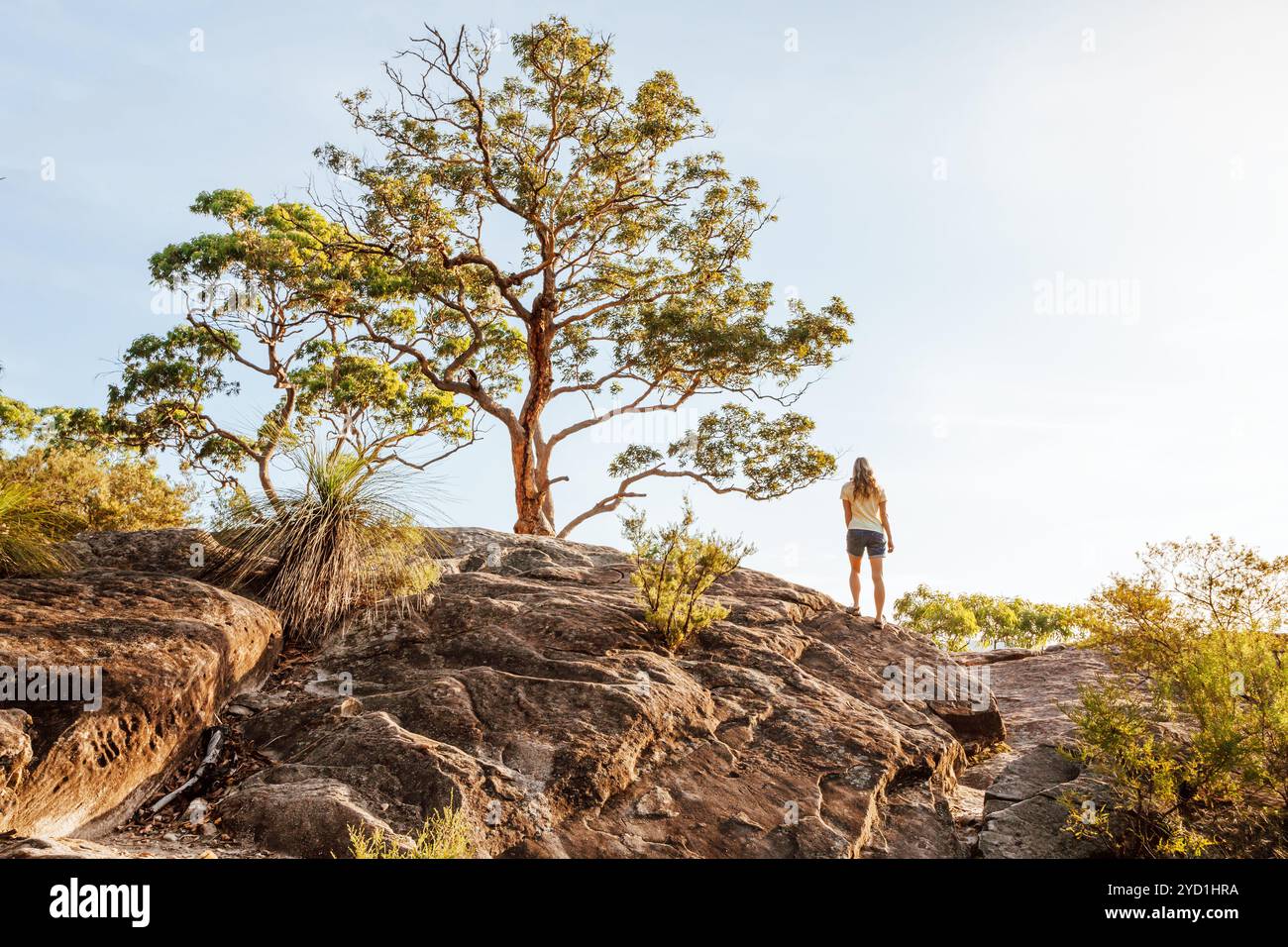 Back view of a woman under grand old tree at mountain cliff lookout ...