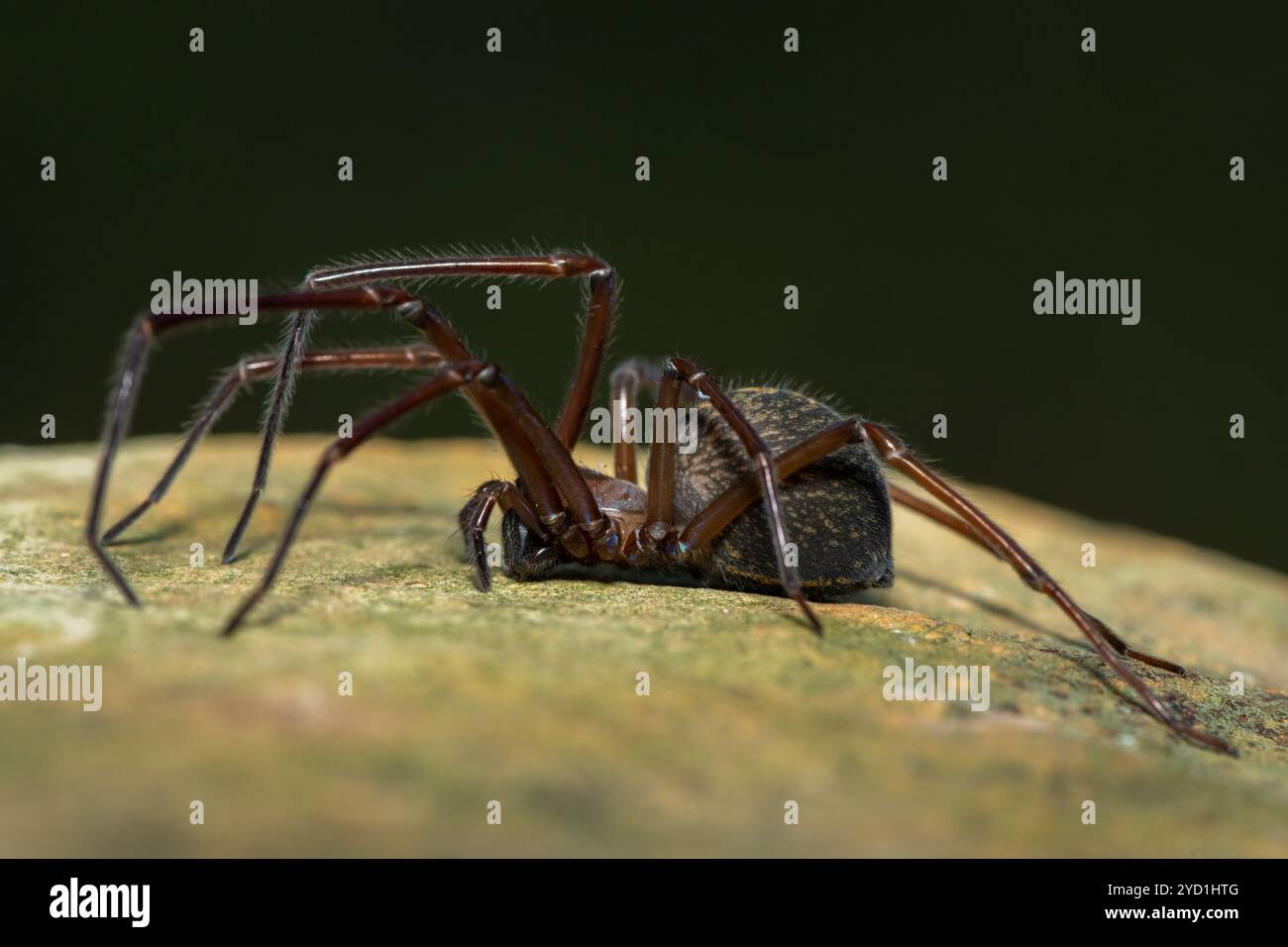 A Hackled mesh-web spider (Themacrys sp), a Phyxelidid Spider from the ...