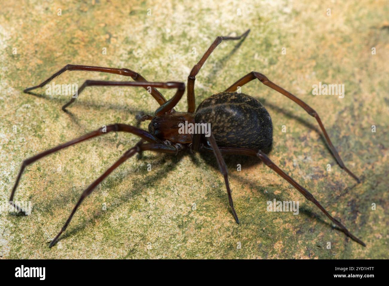 A Hackled mesh-web spider (Themacrys sp), a Phyxelidid Spider from the ...