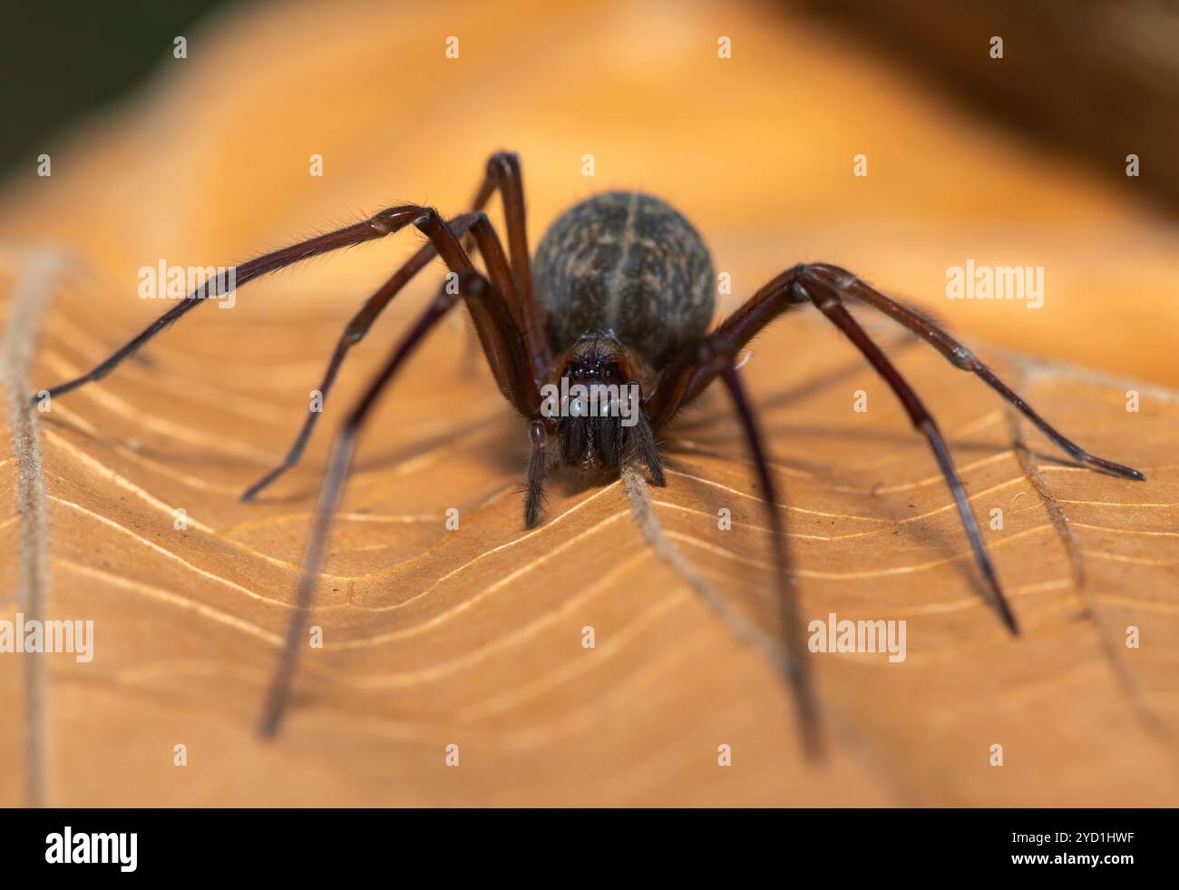 A Hackled mesh-web spider (Themacrys sp), a Phyxelidid Spider from the ...