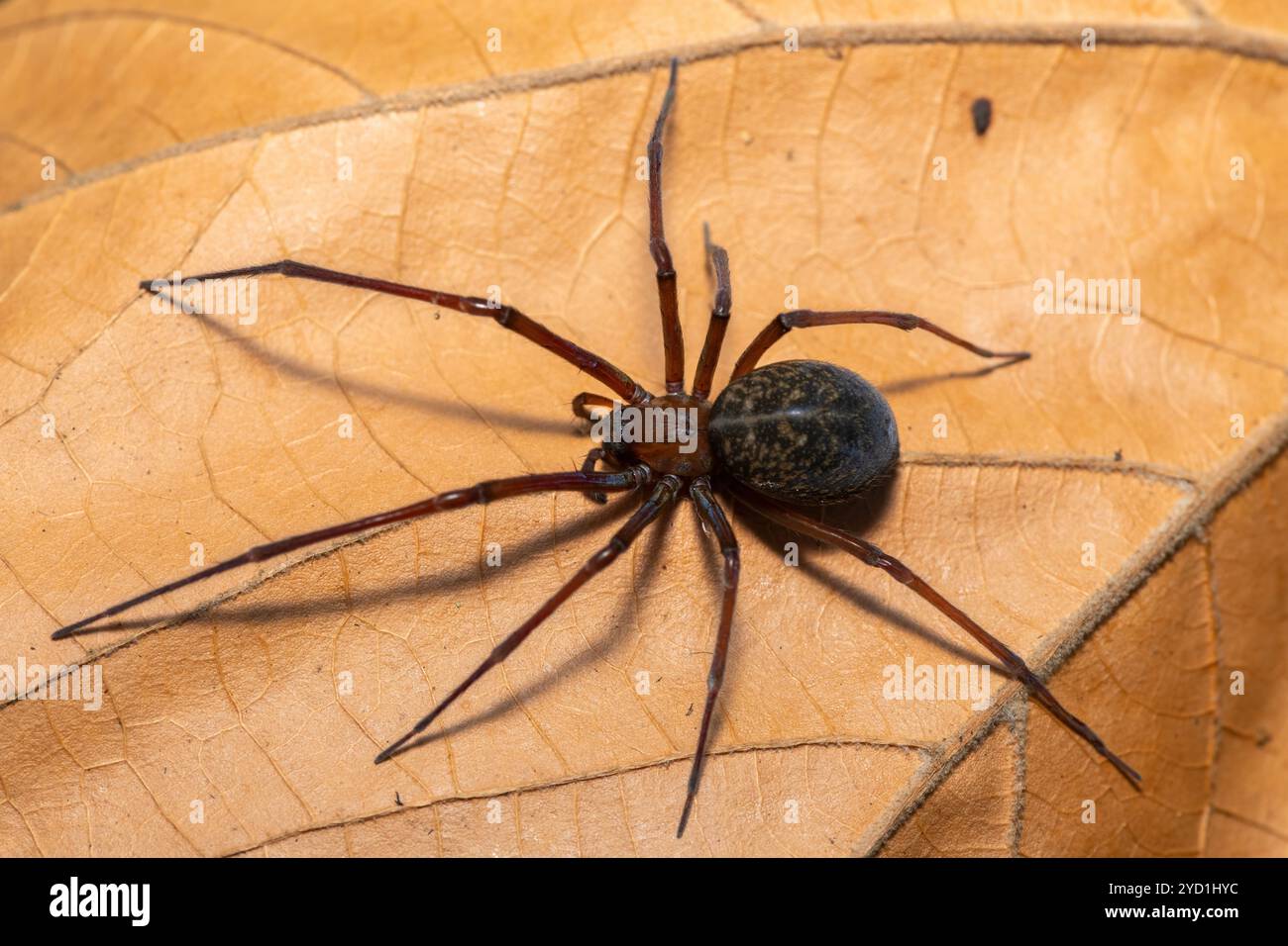 A Hackled mesh-web spider (Themacrys sp), a Phyxelidid Spider from the ...