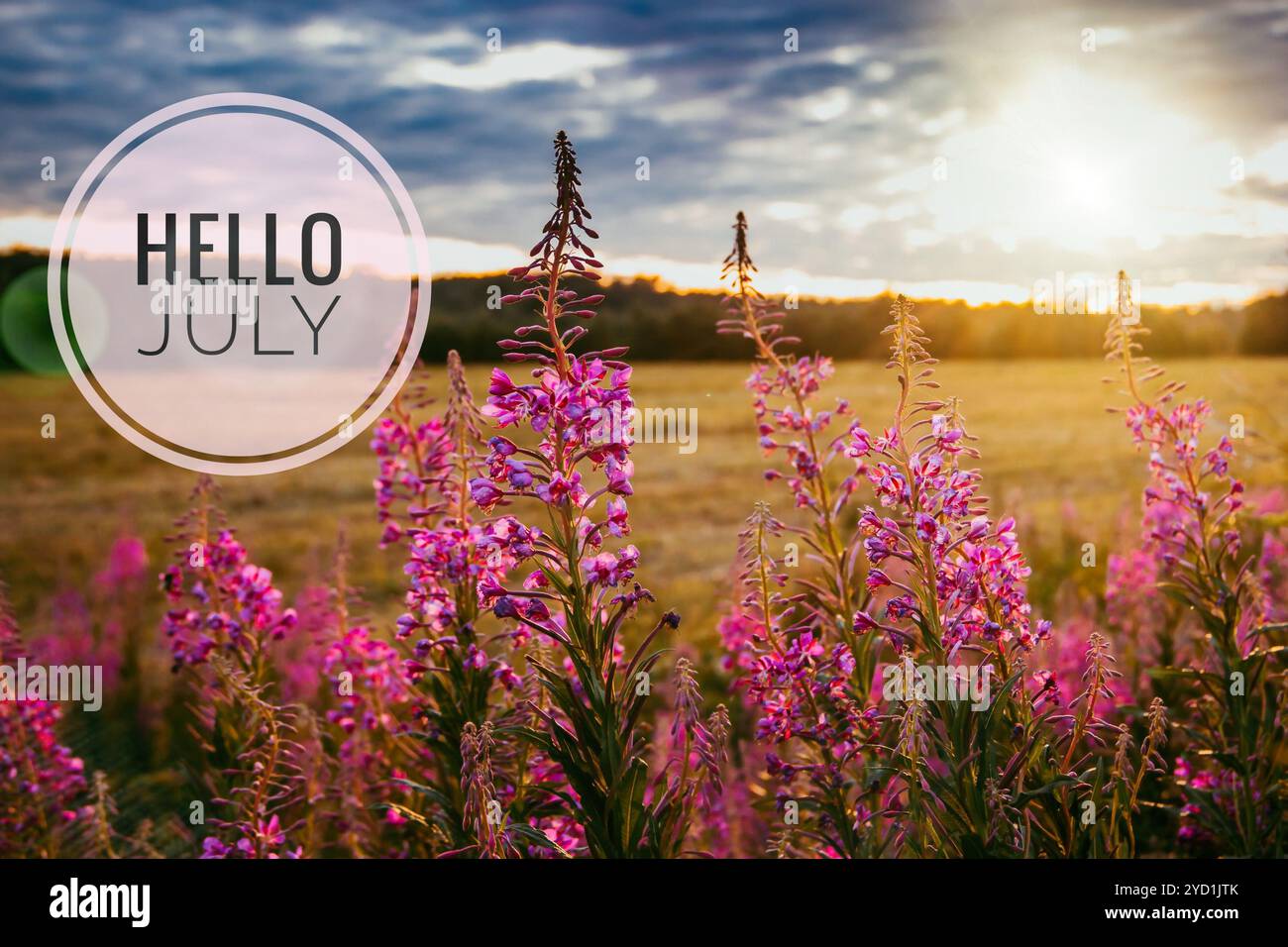 Banner hello july. New month. Welcome card Evening summer sunset ...