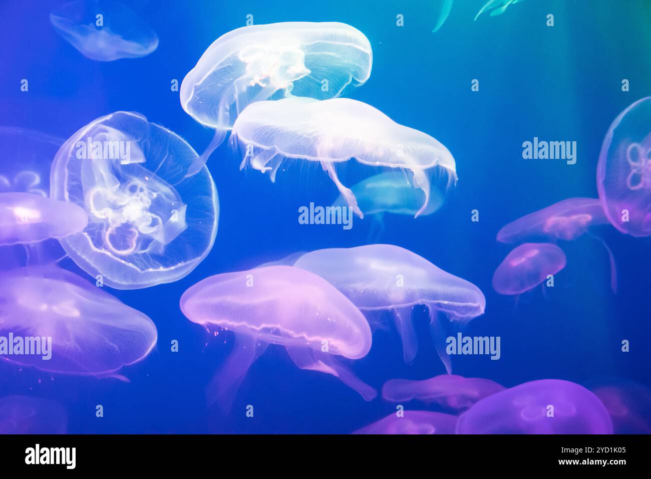 Jellyfish in the backlit aquarium. The inhabitants of the sea. Living ...