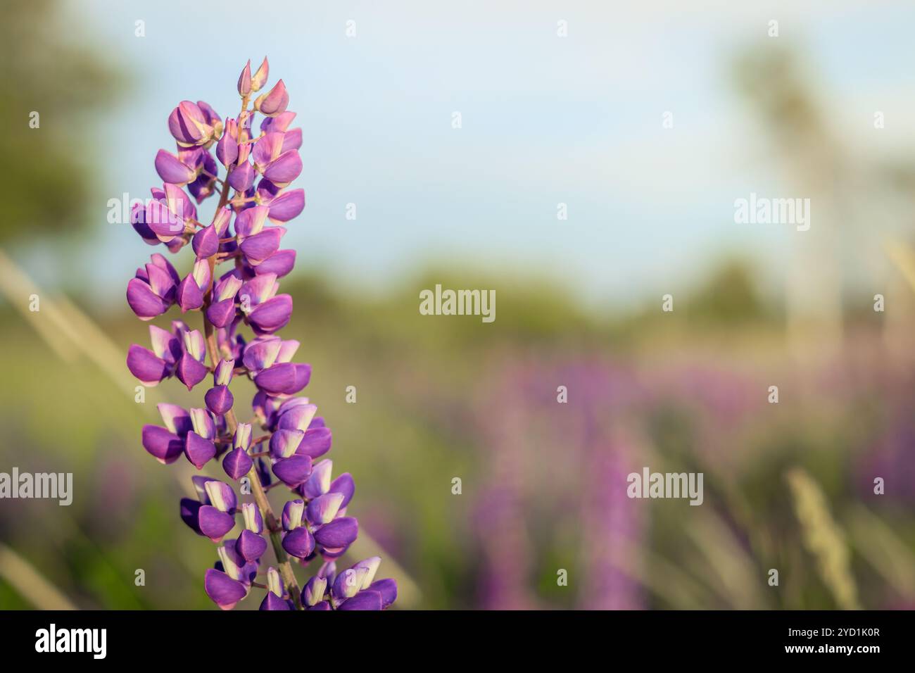 Field blooming lupine flowers lupinus hi-res stock photography and images - Alamy