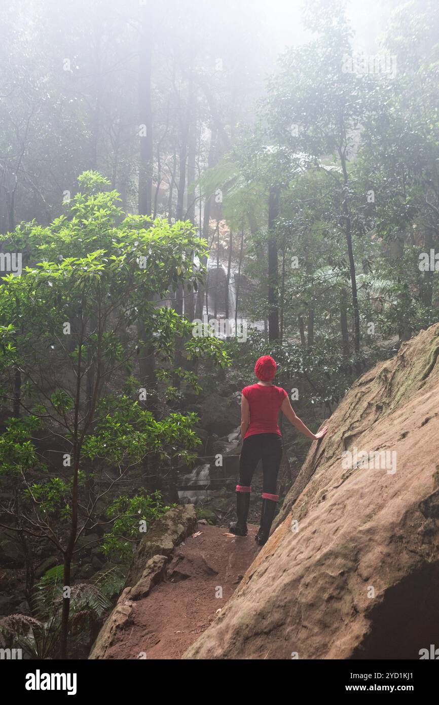 Sun shines through mist and light rain into gully of Blue Mountains ...