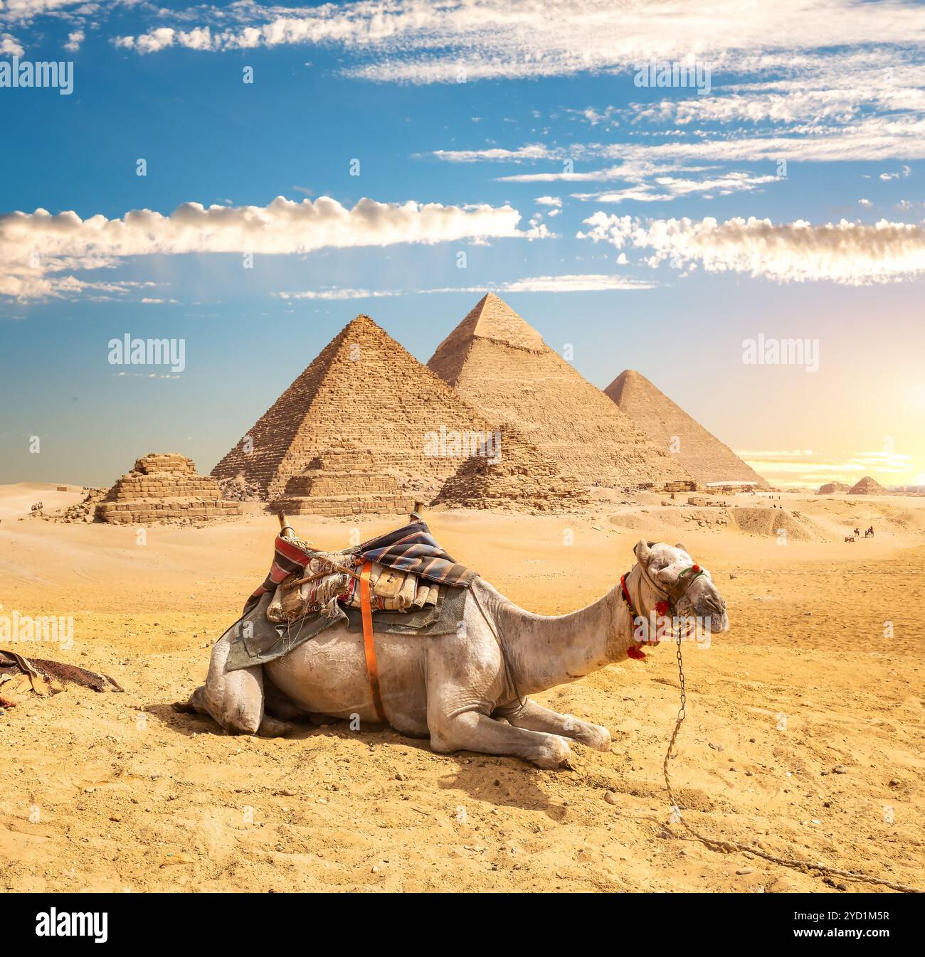 Egypt camel near pyramids hi-res stock photography and images - Alamy