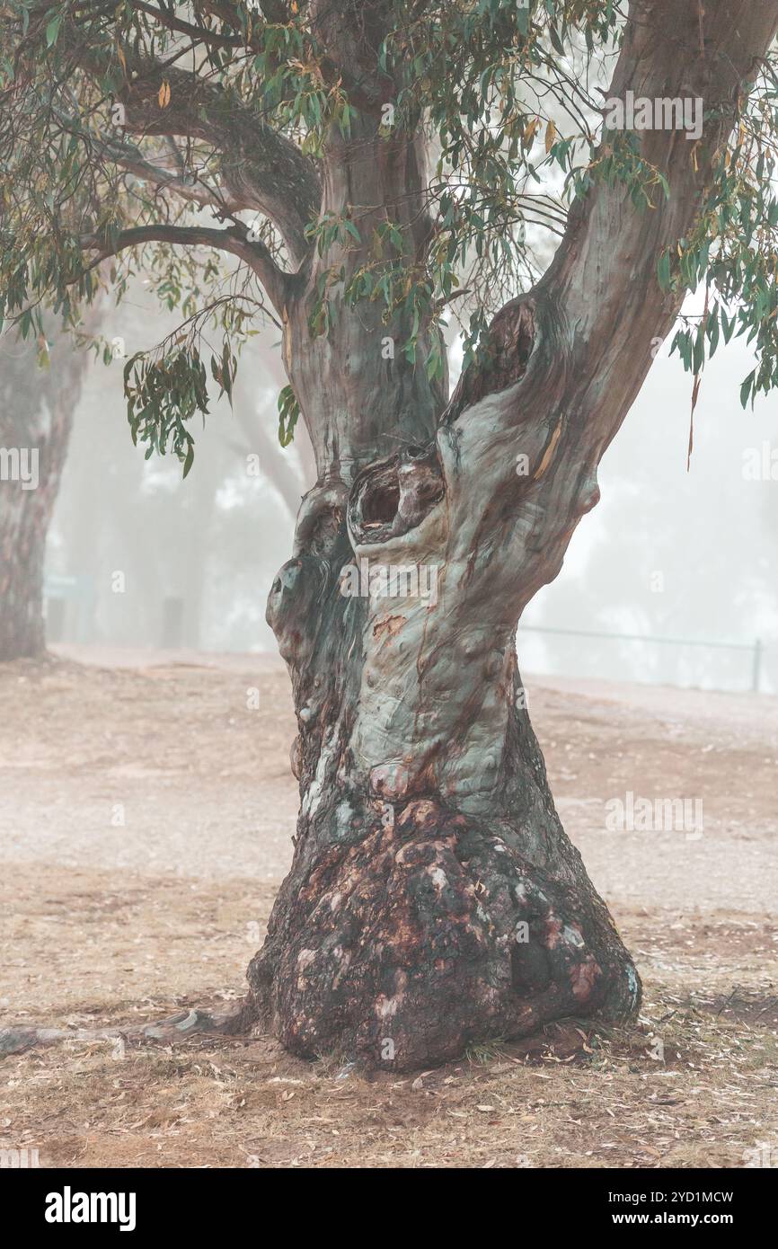 Snow gum tree in the fog in the Snowy Mountains, Kosciuszko National ...