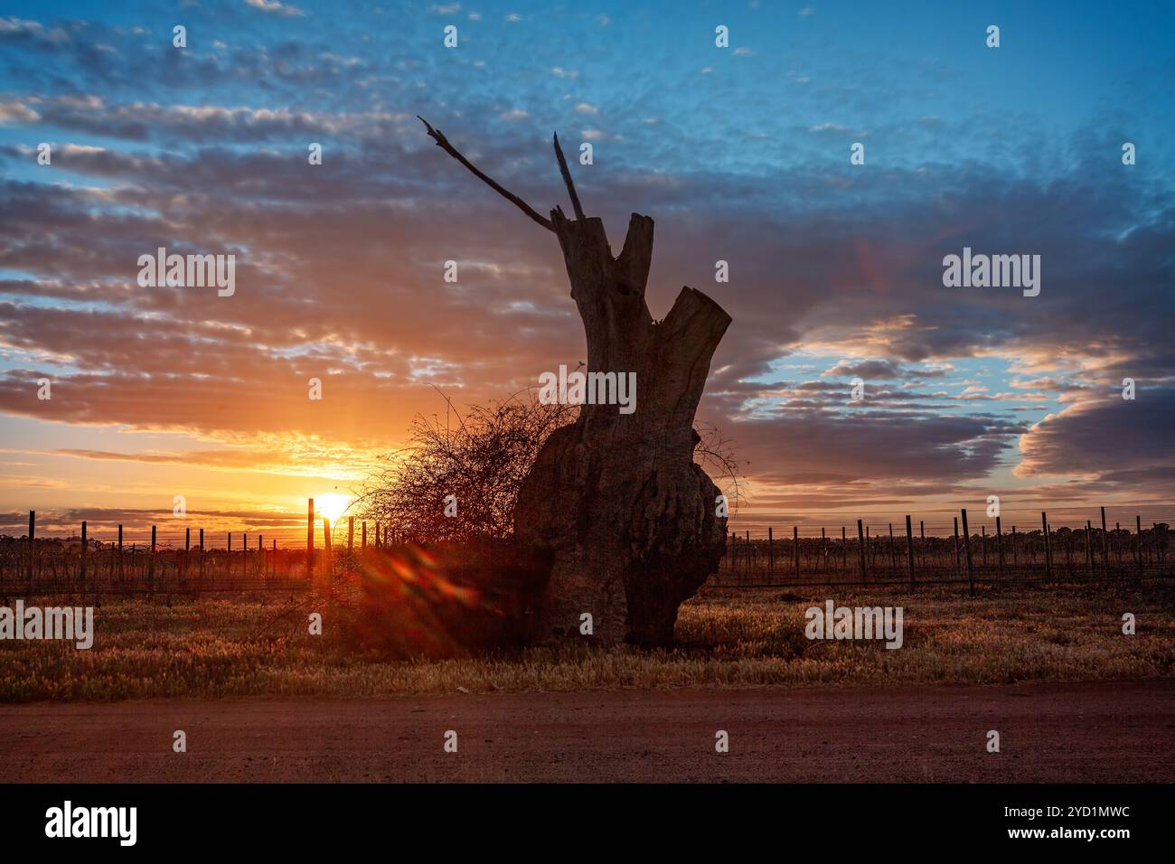 Tree bulbous trunk hi-res stock photography and images - Alamy