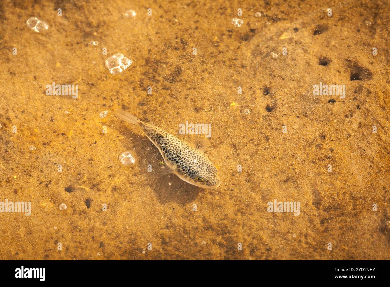 Spotted scales hi-res stock photography and images - Alamy