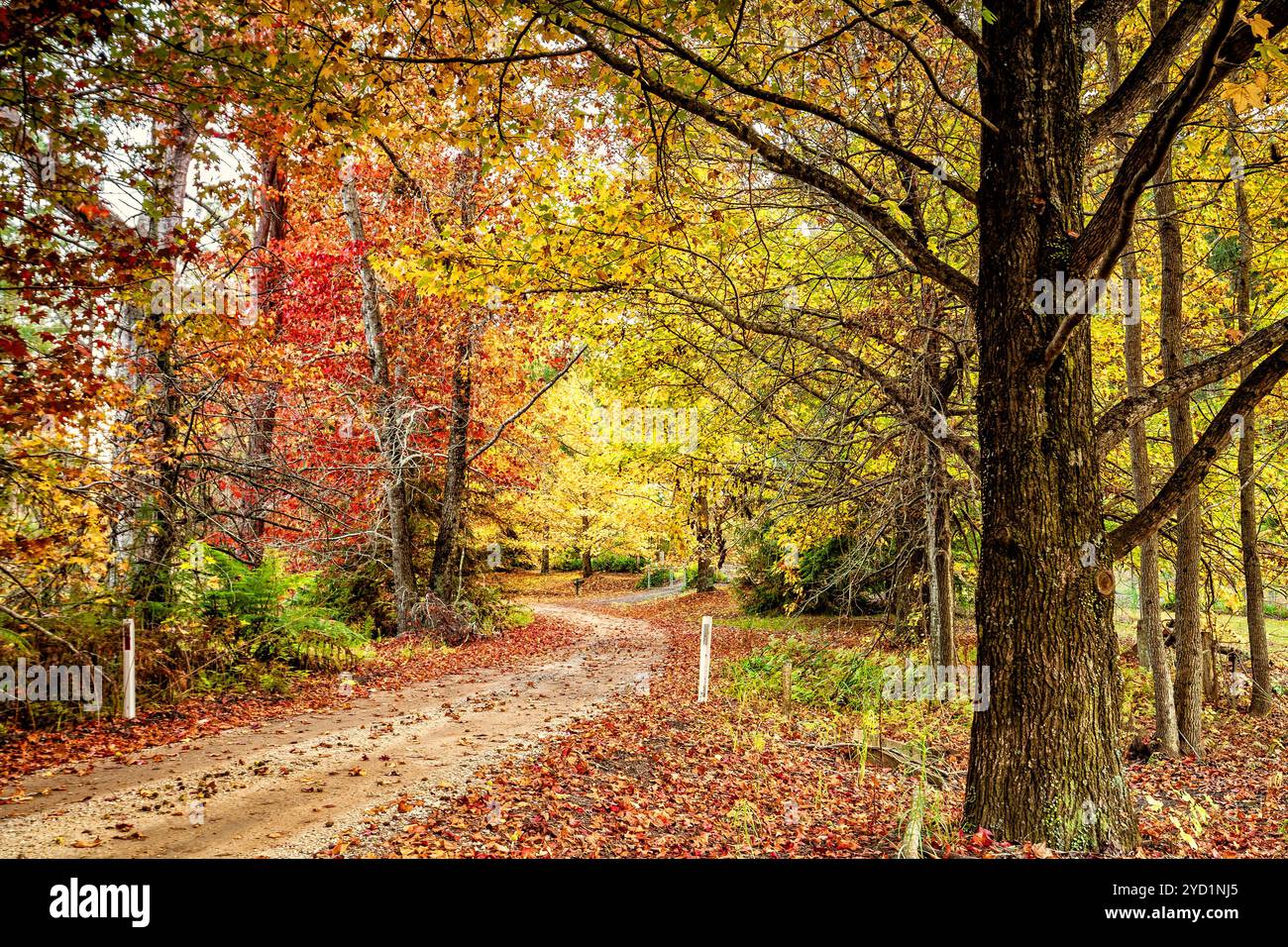 Autumn colour in Blue Mountains Australia Stock Photo - Alamy
