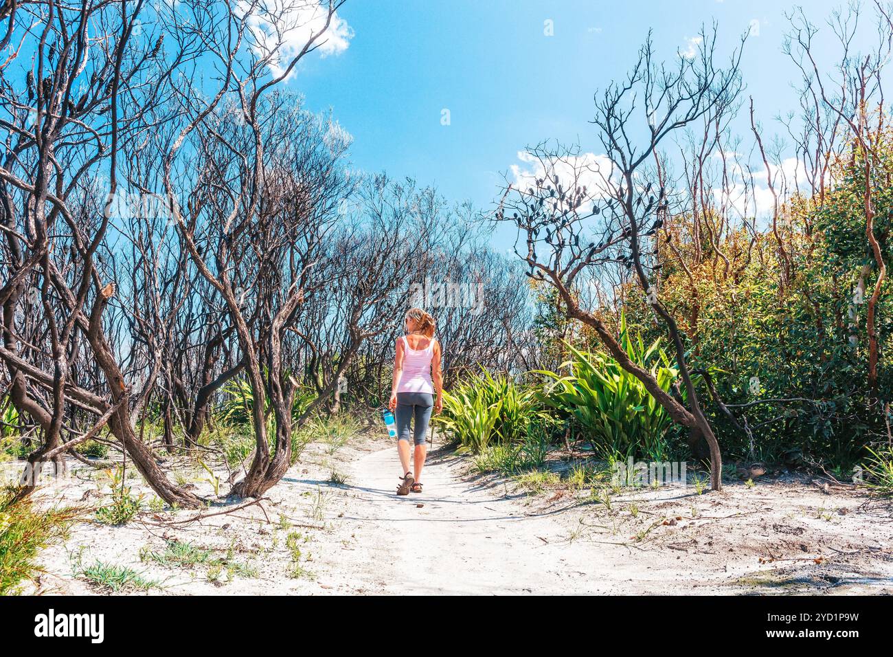 Female walking through burnt bushland that has not regenerated Stock ...