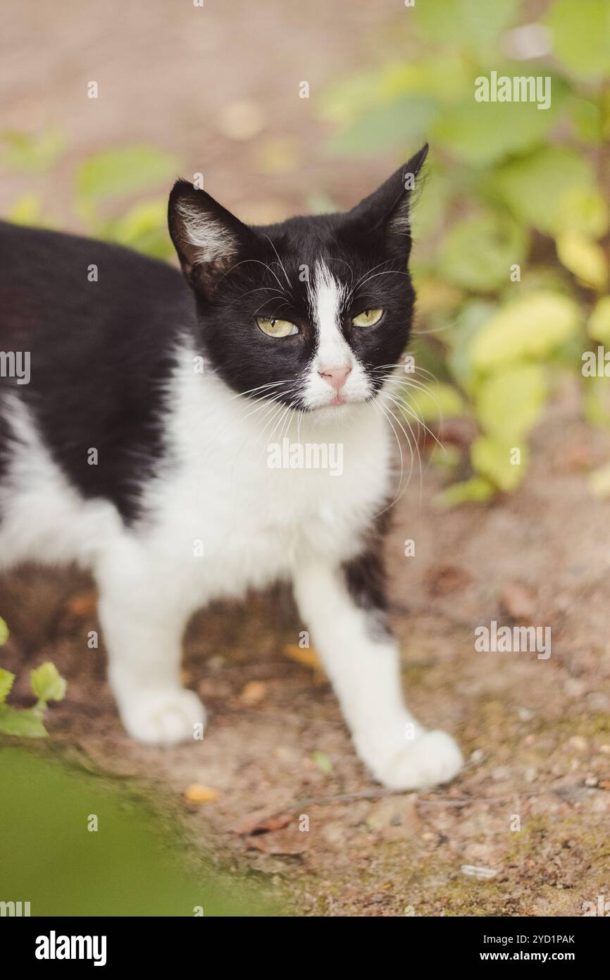 Portrait dirty stray feral cat hi-res stock photography and images - Alamy